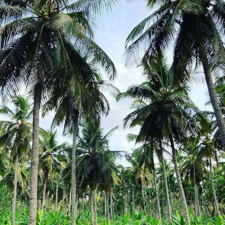 11 Fascinating Types Of Coconuts To Discover Today