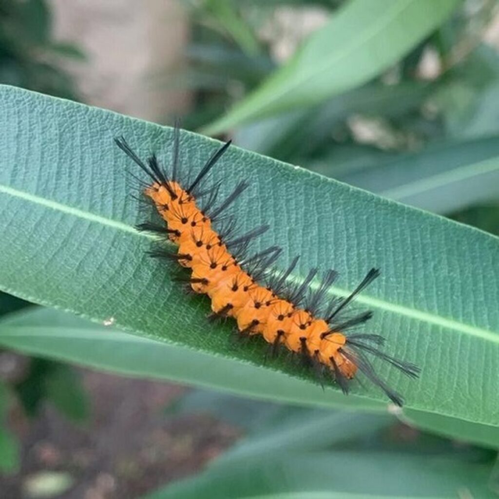 32 Fascinating Orange and Black Caterpillars We Often Spot