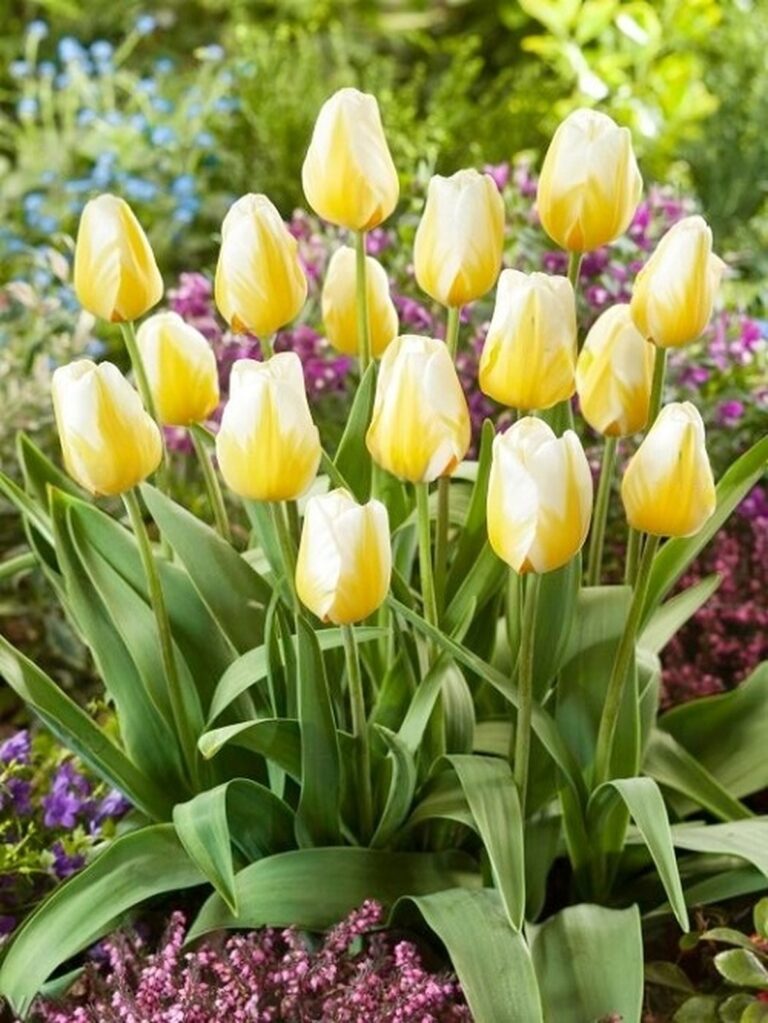 34 Enchanting Yellow Tulip Varieties to Brighten Your Garden