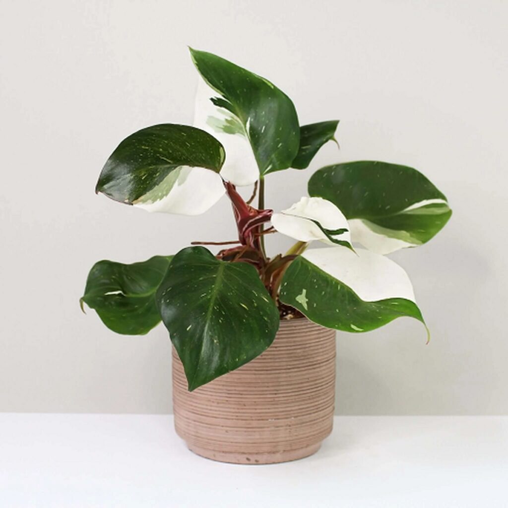 17 Amazing Variegated Philodendrons to Brighten Your Home