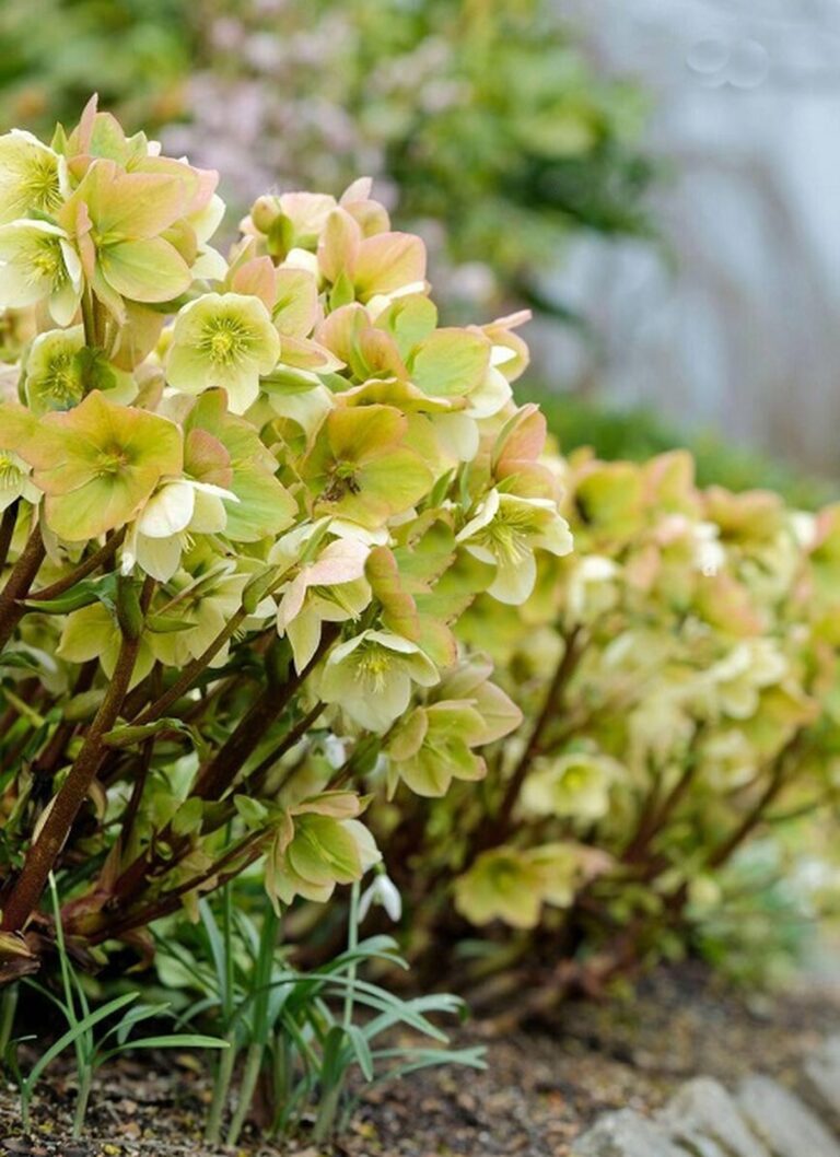 26 Stunning Gold Flowers That Add Luxury To Any Garden