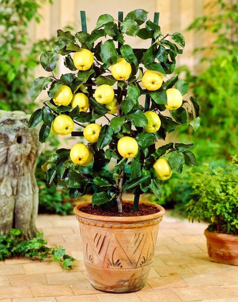 17 Amazing Fruit Plants That Bear Fruit Fast For Quick Harvests