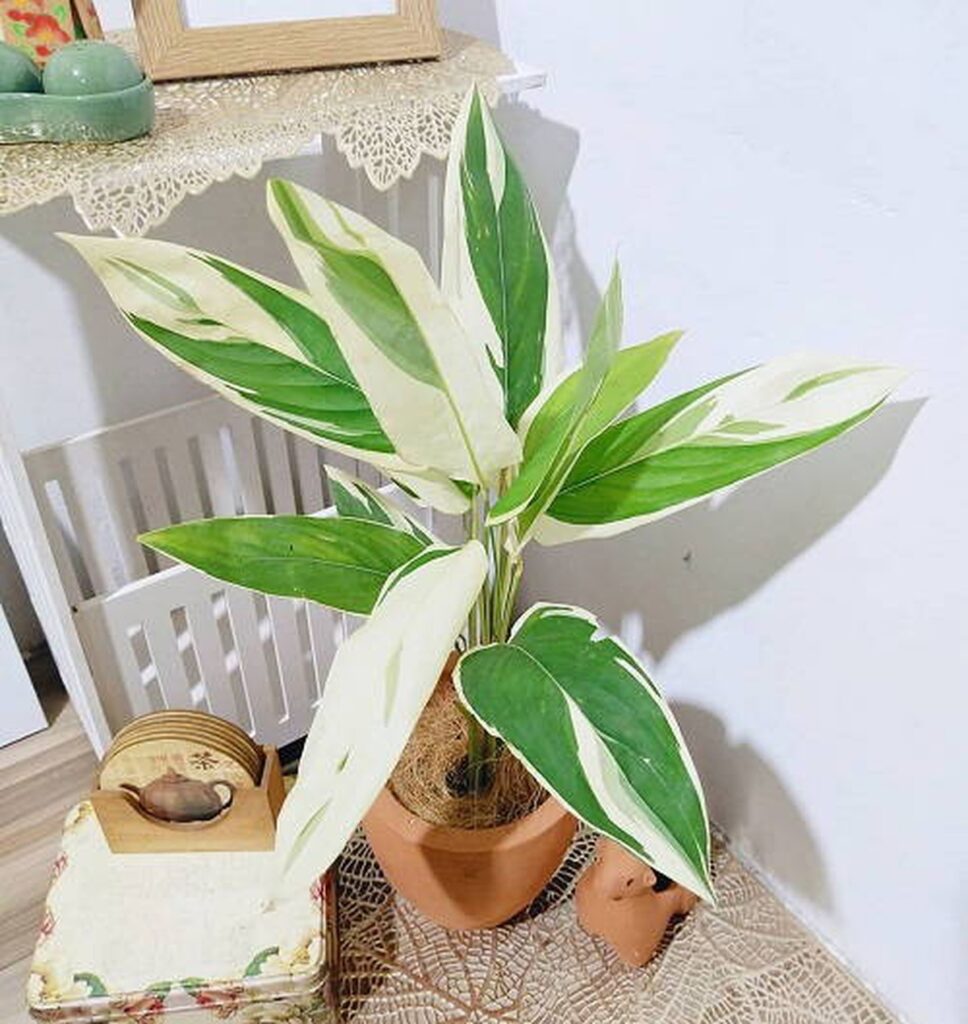 16 Most Beautiful Prayer Plants - Stunning Maranta Varieties