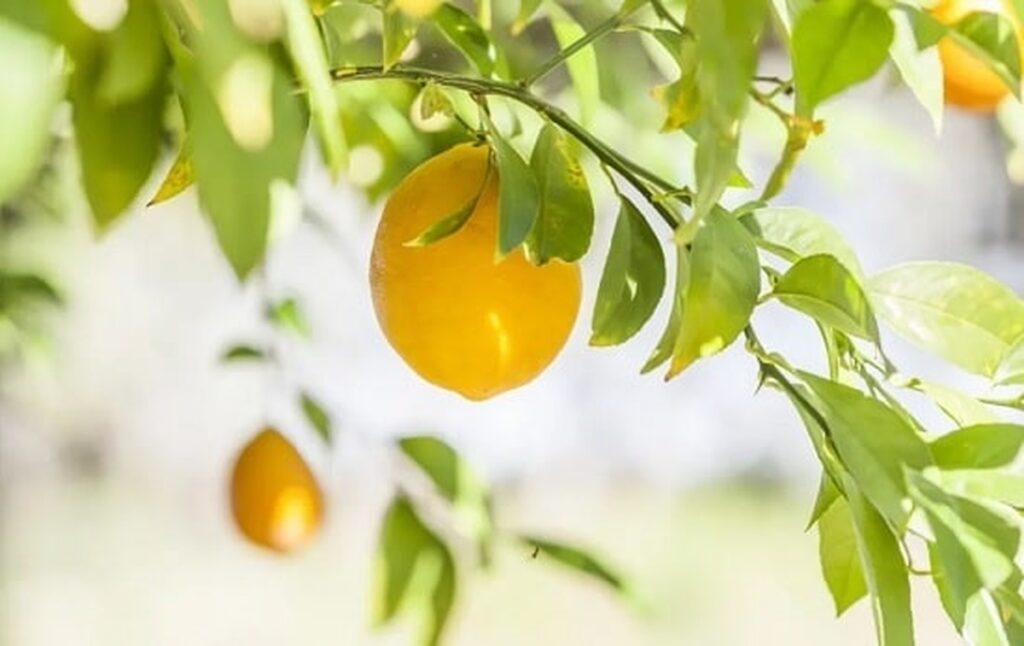 22 Different Types of Lemons (with Pictures)