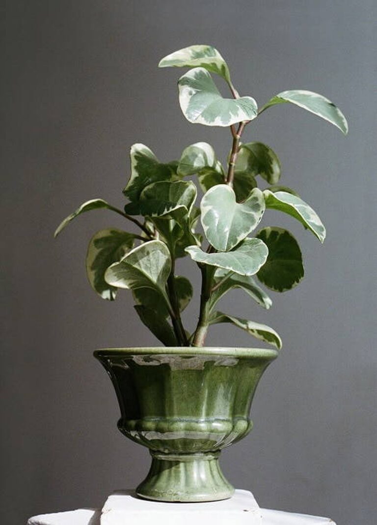 14 Charming Dwarf Tree-Like Houseplants for Cozy Home Spaces
