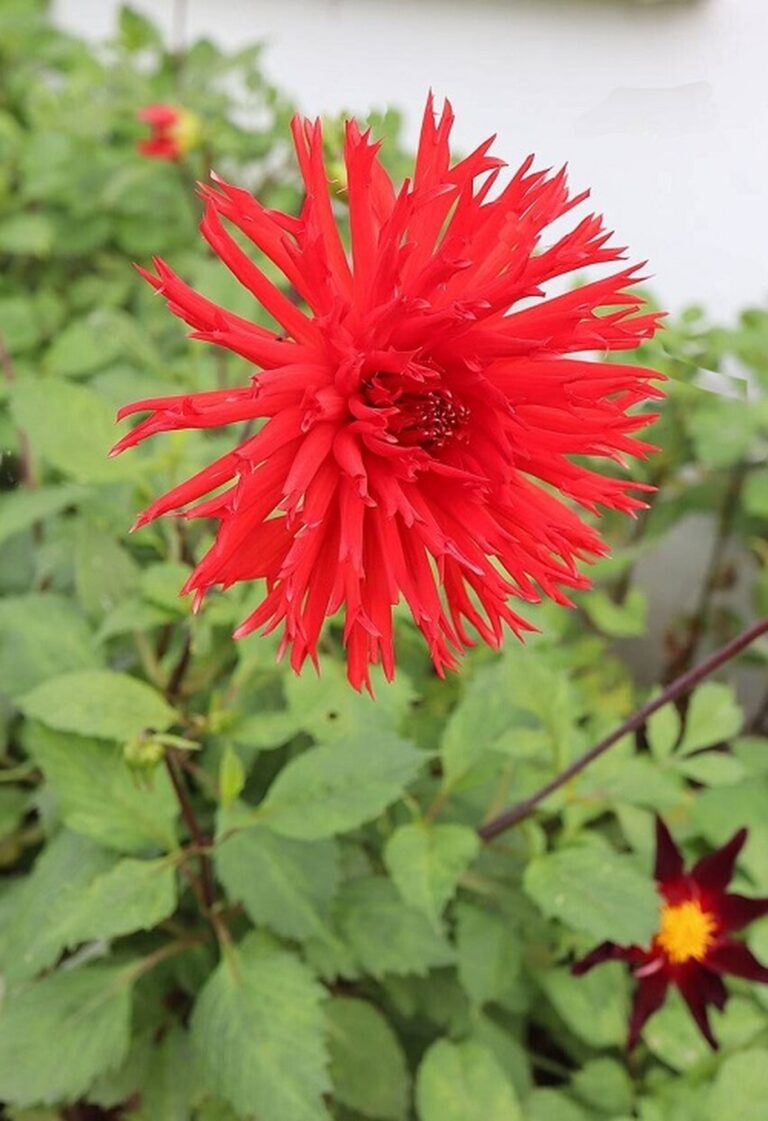 27 Stunning Red Dahlia Varieties That Will Brighten Any Garden