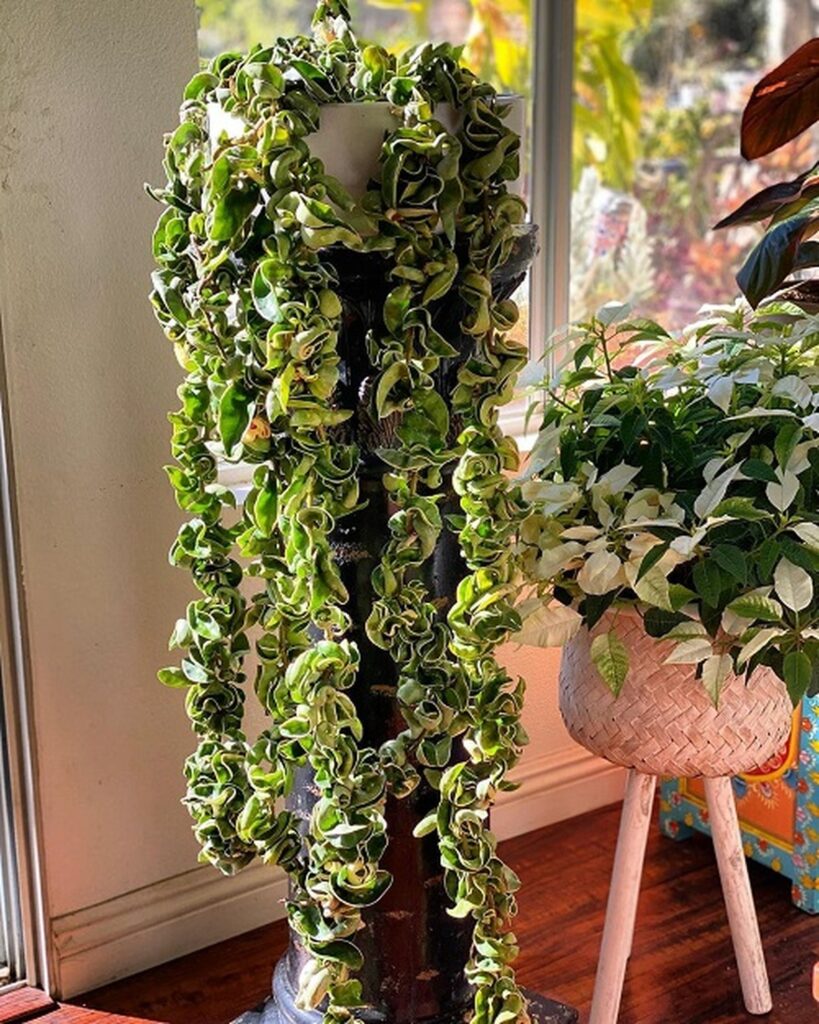 12 Amazing Vines That Grow Without Sunlight for Plant Lovers
