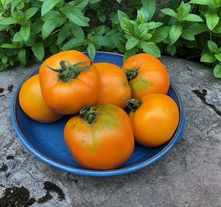 9 Mouth-Watering Seedless Tomato Varieties for Every Garden