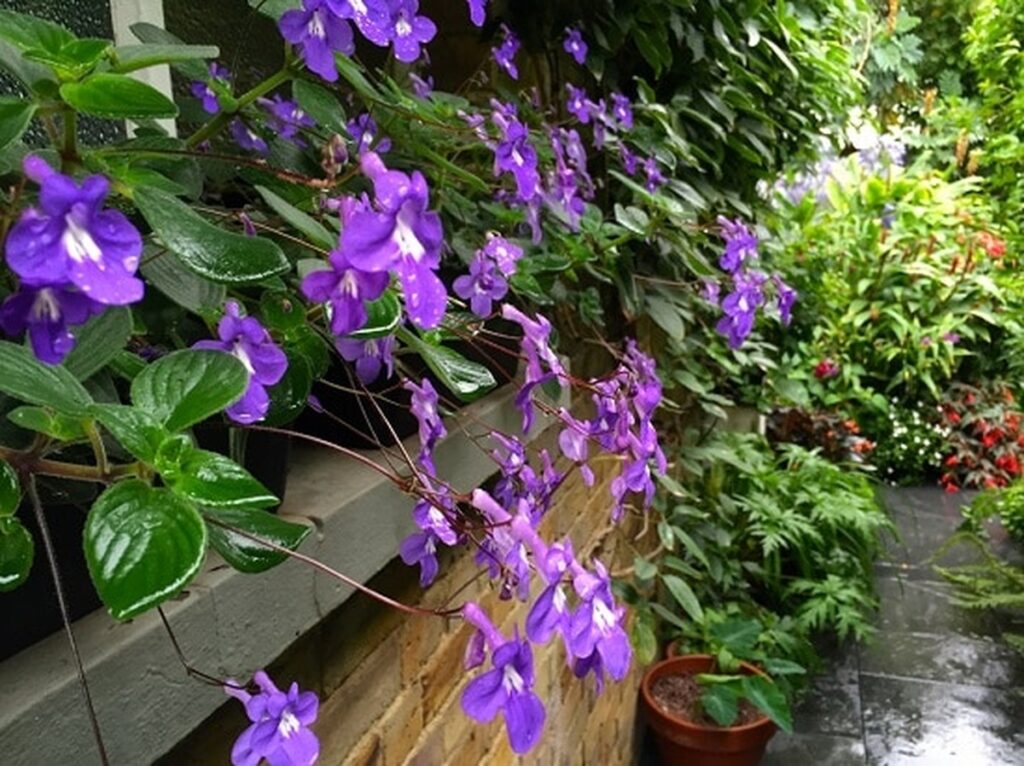 35 Gorgeous Vines for Containers Perfect for Your Garden Space