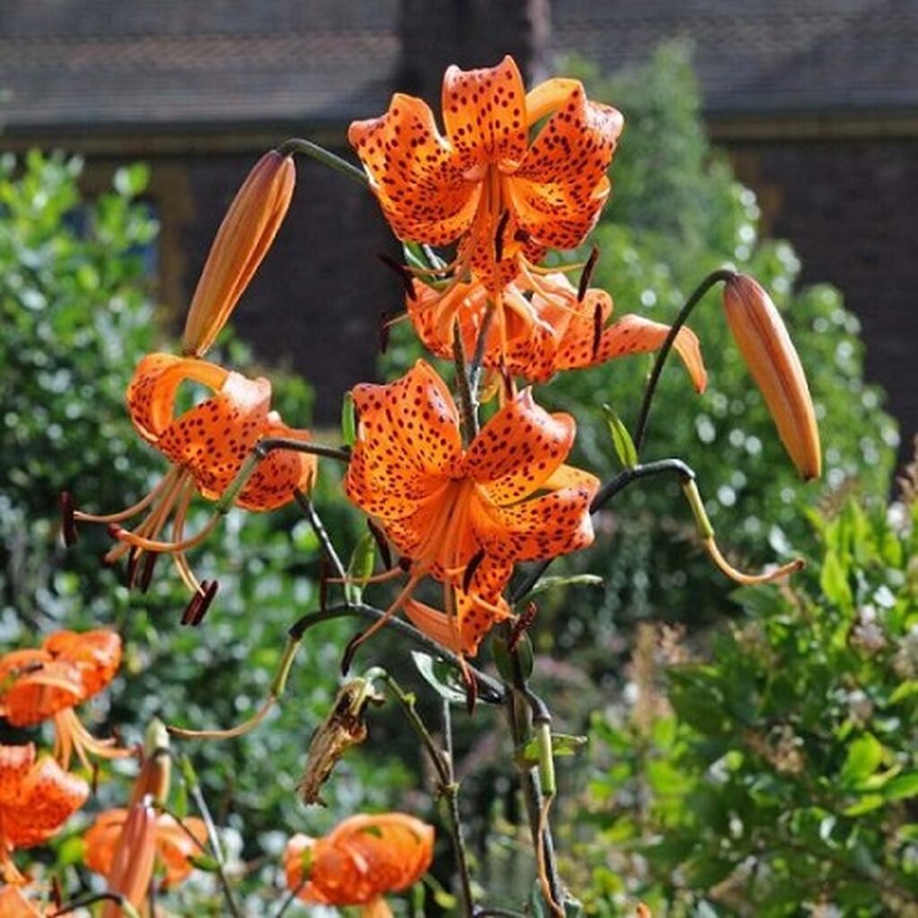 32 Enchanting Chinese Flowers That Bloom With Eastern Charm