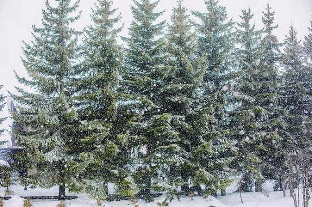 13 Beautiful Types of Spruce Trees to Brighten Your Landscape