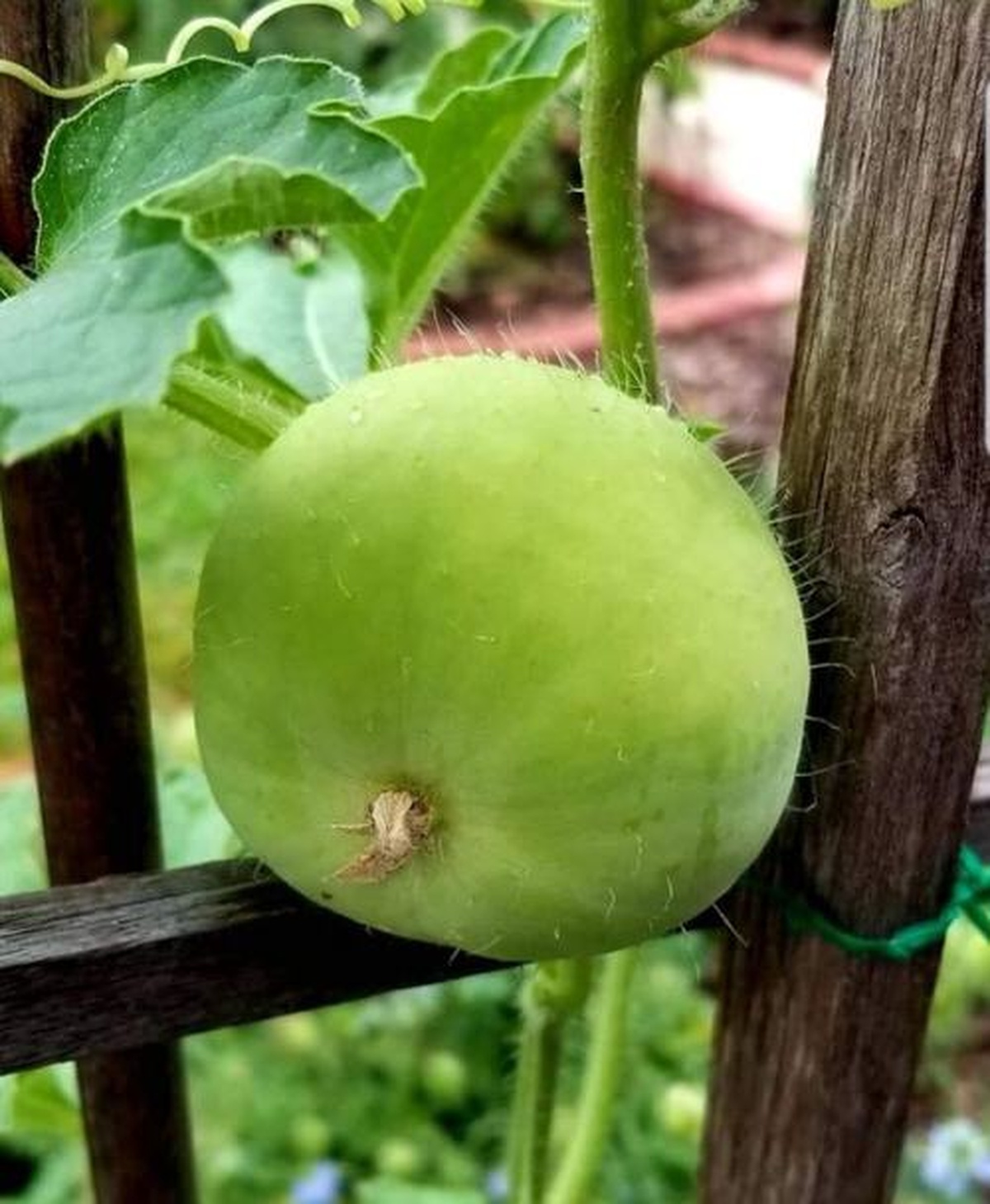 14 Fascinating Names of Squash in Different Languages Worldwide
