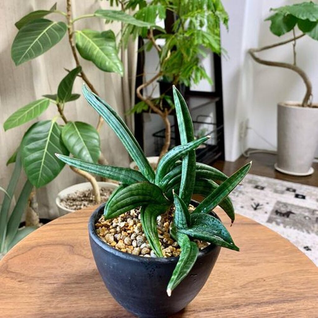 19 Charming Dwarf Snake Plant Varieties for Small Spaces