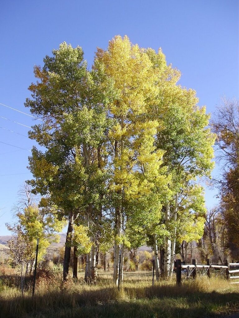 25 Enchanting Trees With Smooth Gray Bark That Stun Year-Round