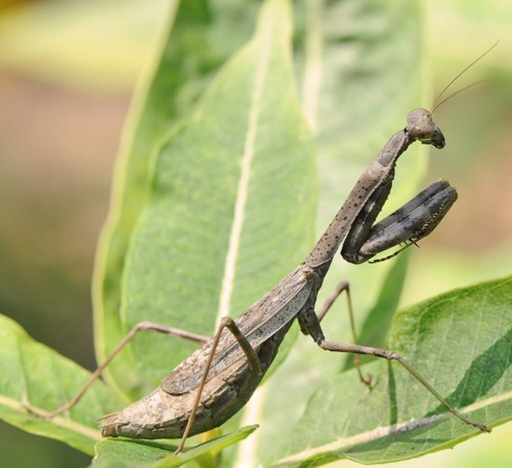 18 Fascinating Types of Praying Mantis Found in Gardens