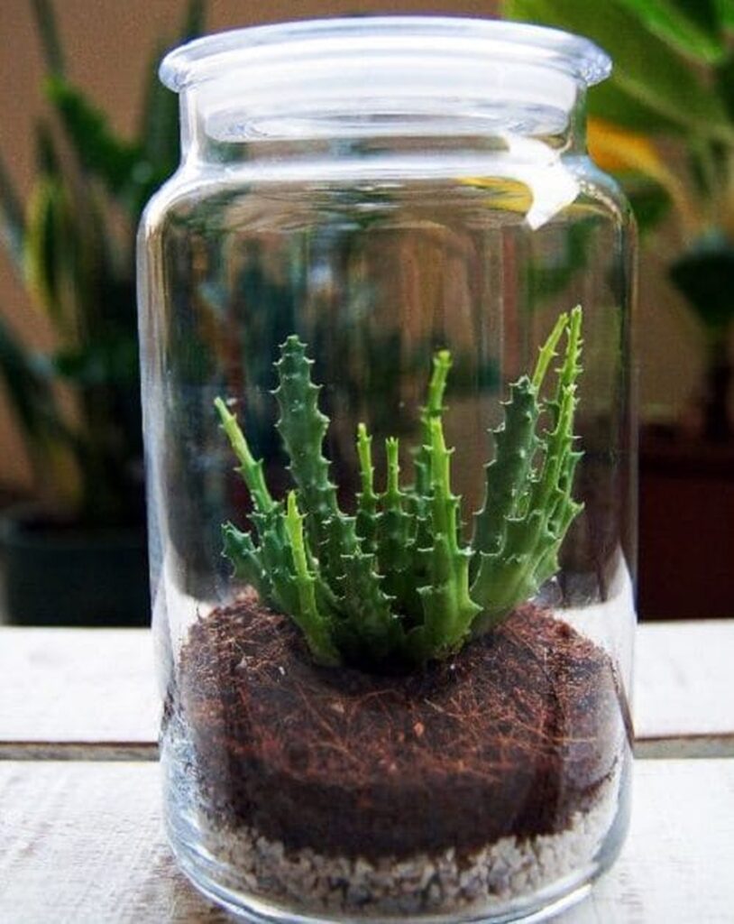 21 Charming Indoor Plants That Thrive in Jars & Bottles
