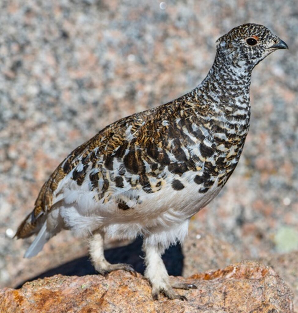 30 Striking Birds with White Stripes on Wings - Nature's Wonders!