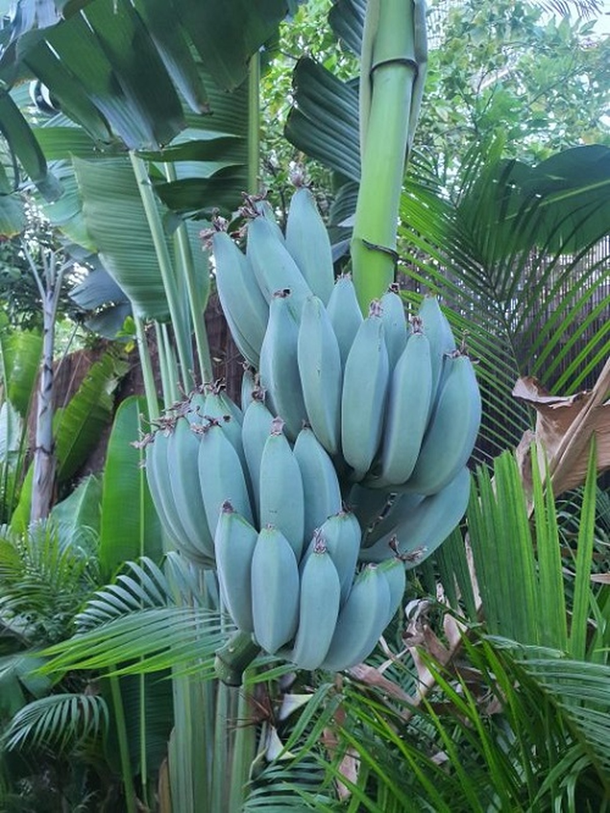 10 Challenging High Maintenance Plants For Green-Thumb Adventurers