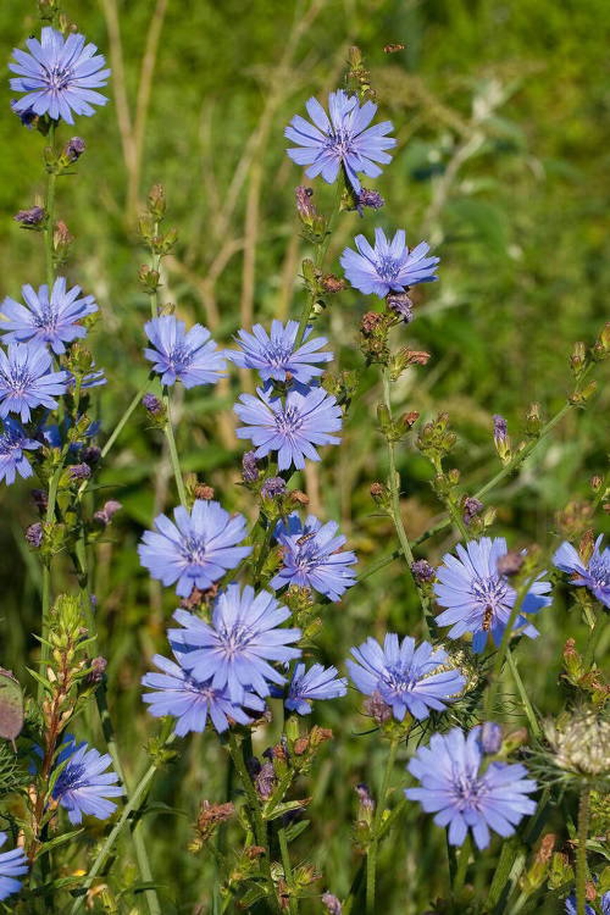 14 Beautiful Flowers That Look Like Dandelions But Aren't