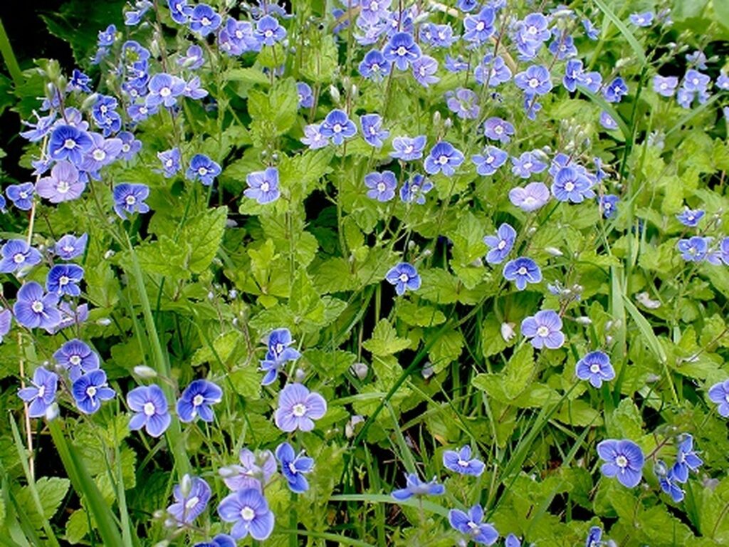 30 Stunning Weeds with Blue Flowers That Brighten Any Garden