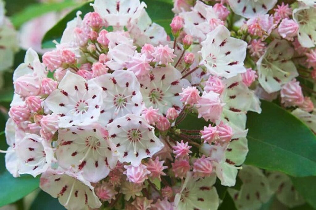 17 Amazing Cup Shaped Flowers for Your Dream Garden