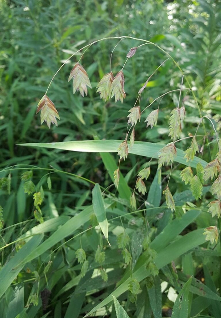11 Ideal Grasses that Flower for Gardens