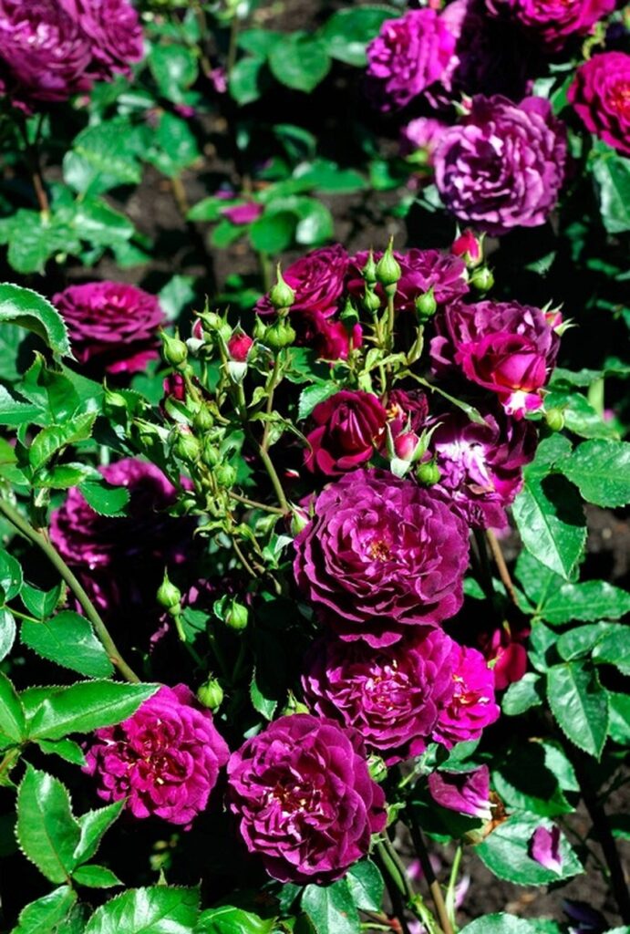 13 Stunning Blue Rose Varieties: Find Your Perfect Blooming Beauty