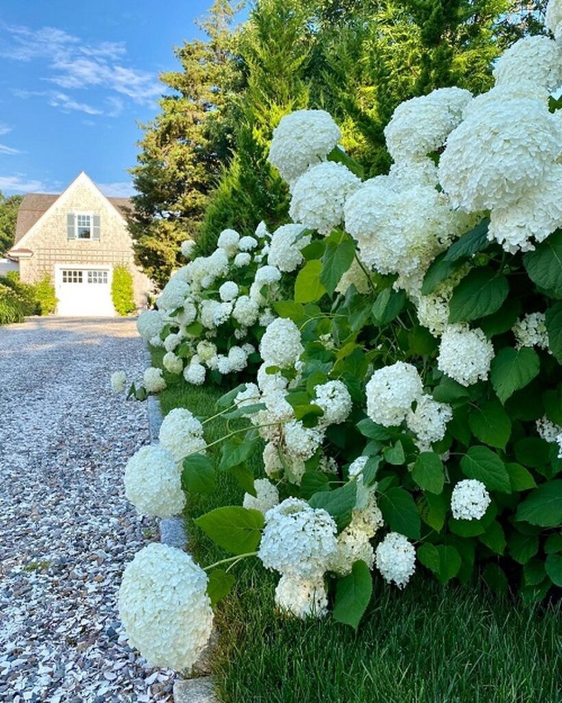 25 Beautiful Annabelle Flowers Ideas for Your Garden Paradise