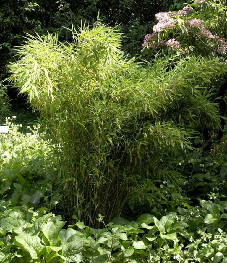 24 Beautiful Bamboo Types for Container and Garden Growing