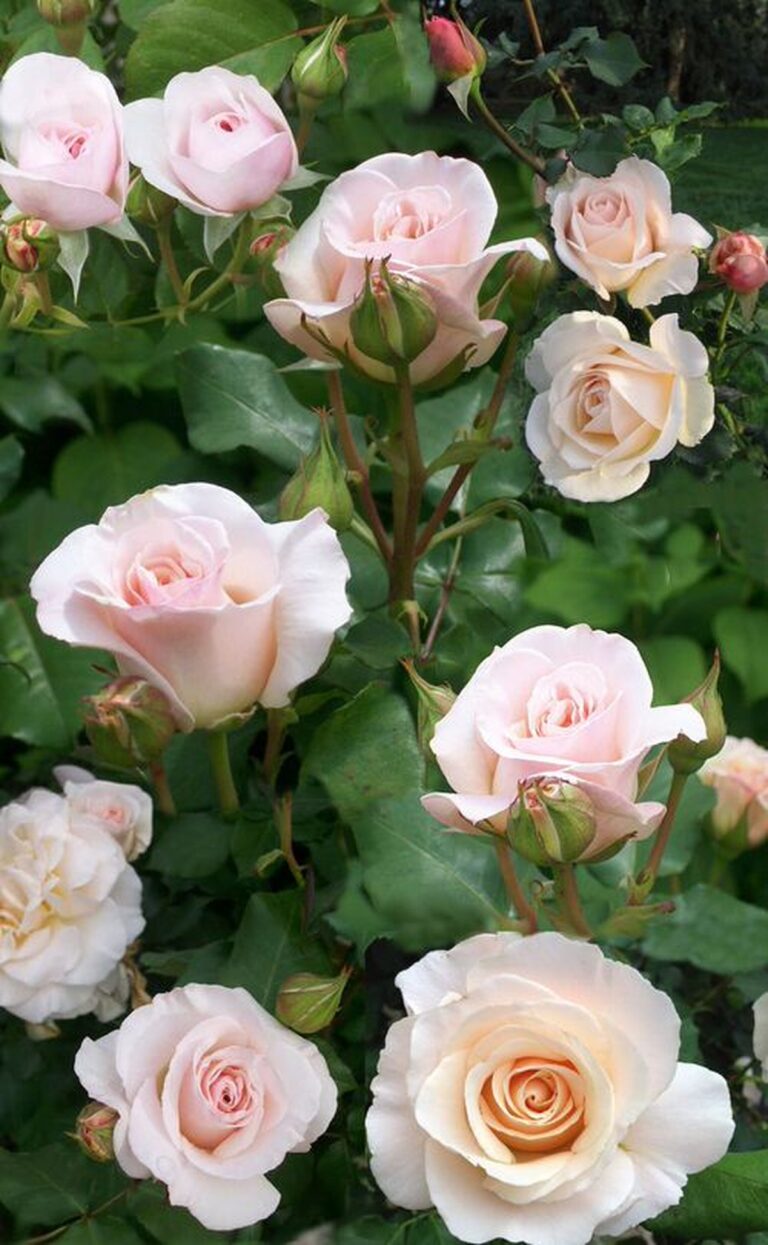26 Beautiful Shade Tolerant Roses for Your Garden Hideaway