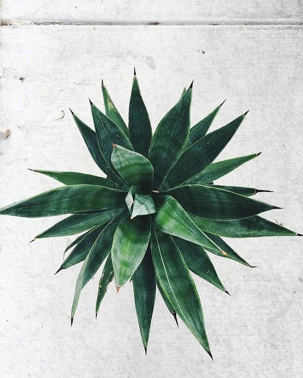 7 Surprising Agave Plant Benefits That Will Amaze You