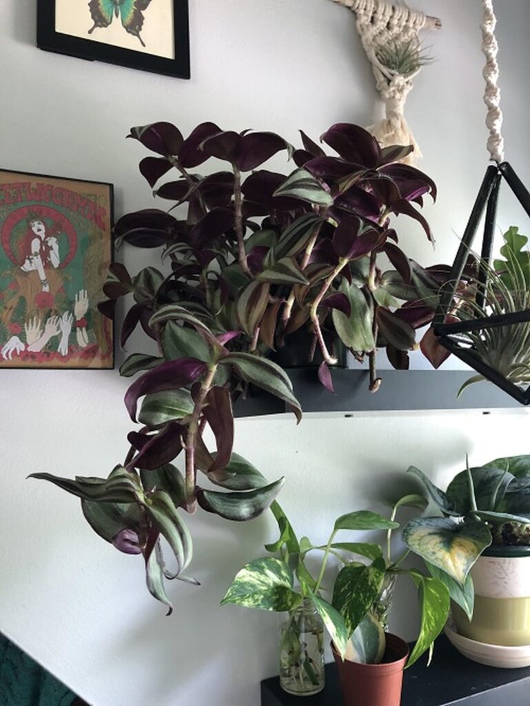 11 Simple Ways to Train Your Wandering Jew Plant Like a Pro