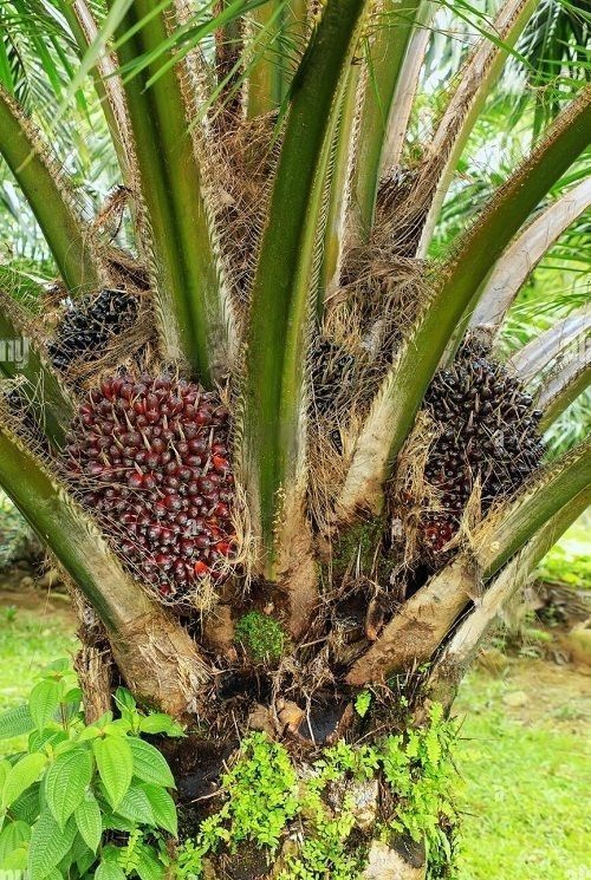 10 Different Palm Fruits to Enjoy from Vibrant Palm Trees