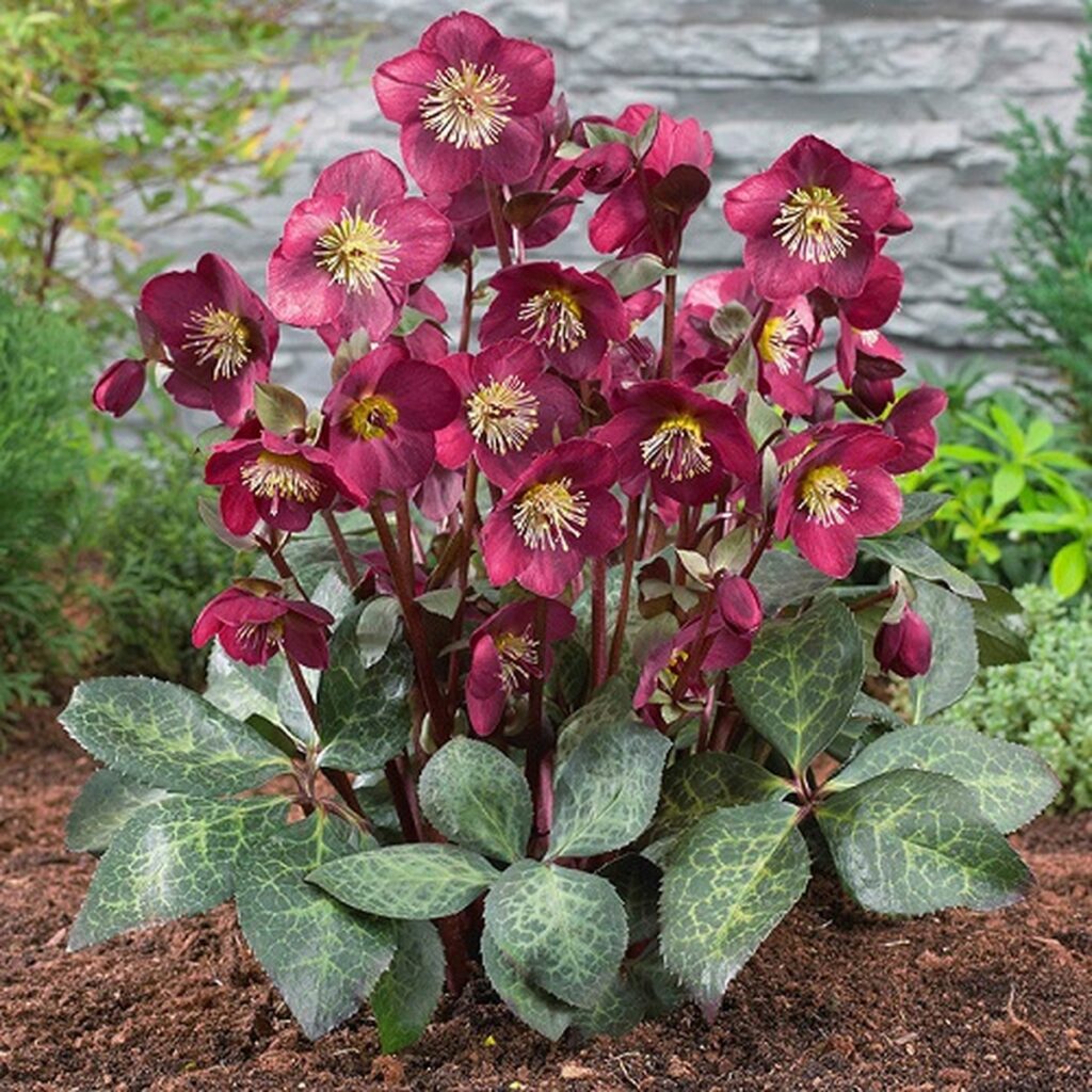 25 Breathtaking Red Flowers With Yellow Center That Wow