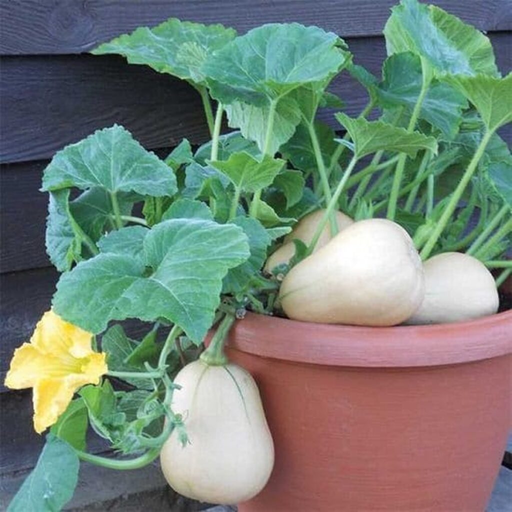89 Beautiful Vegetables: A Complete A-Z Guide to Fresh Favorites