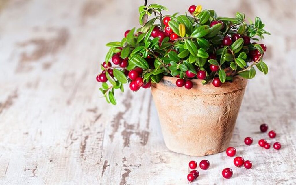 50 Gorgeous Acid Loving Plants For Acidic Soil That Thrive