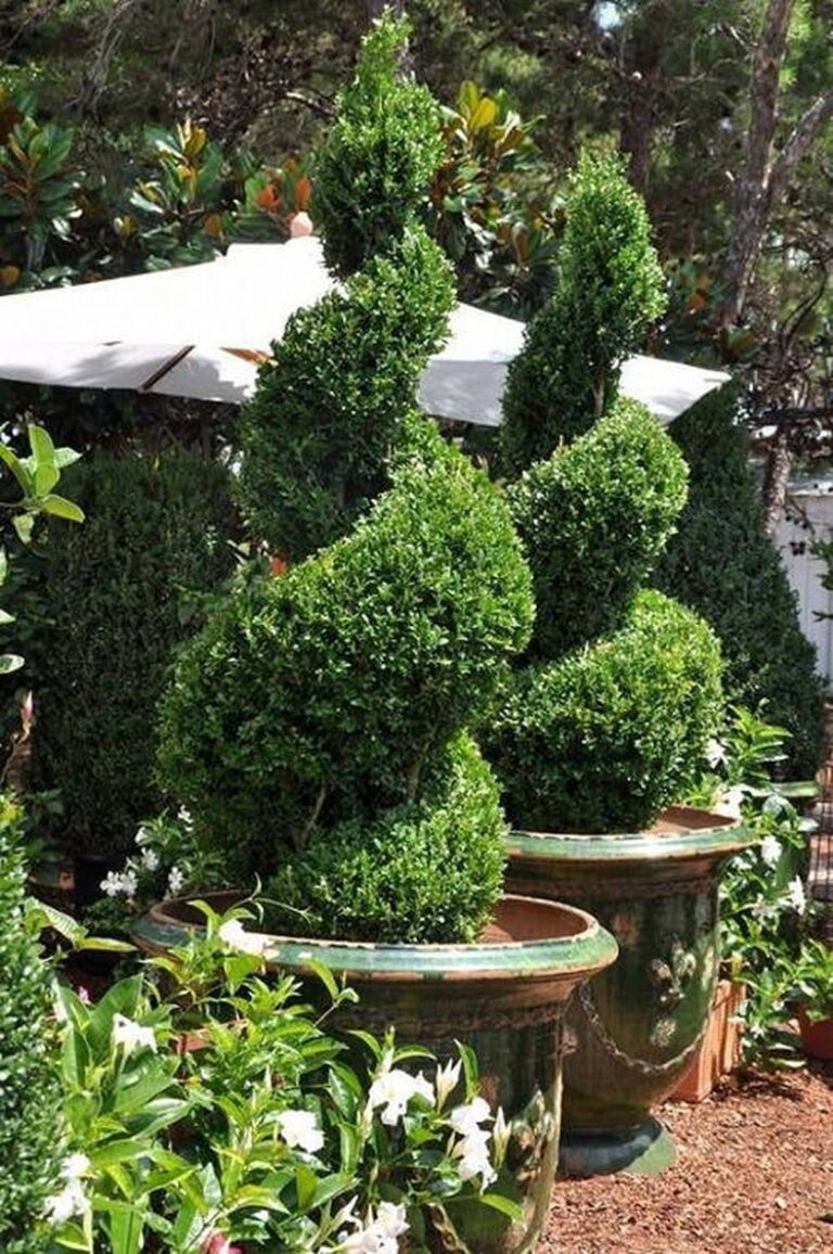 17 Simple Yet Stunning Boxwoods for Containers to Brighten Up Spaces