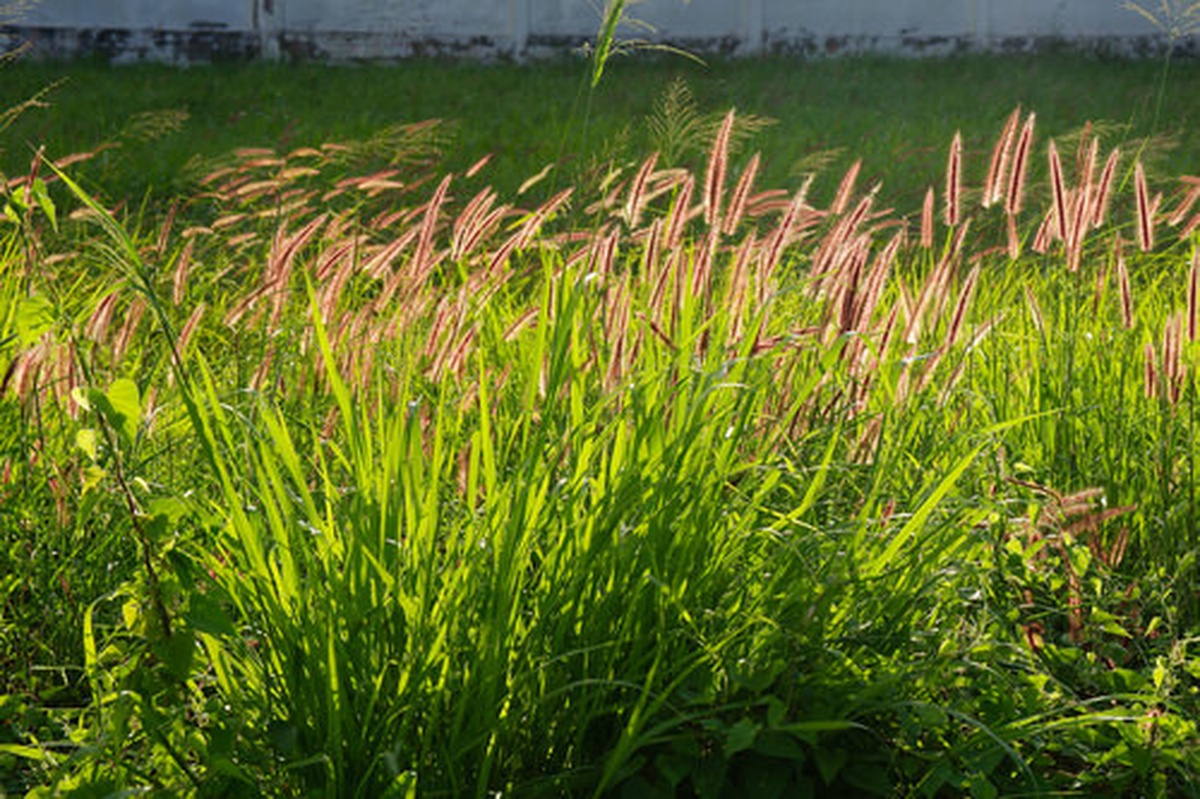 10 Gorgeous Red Ornamental Grasses to Brighten Your Garden