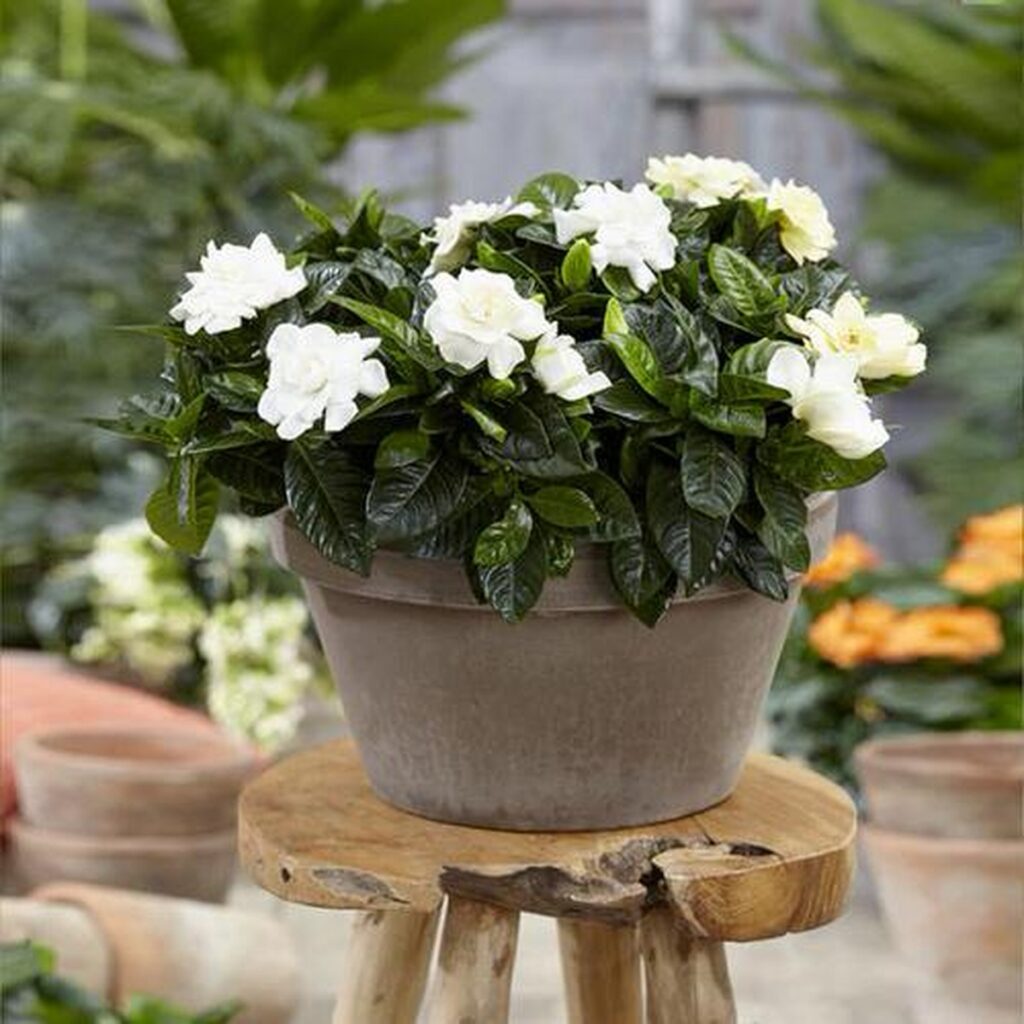 47 Most Fragrant Flowers That Fill Gardens With Sweet Scents