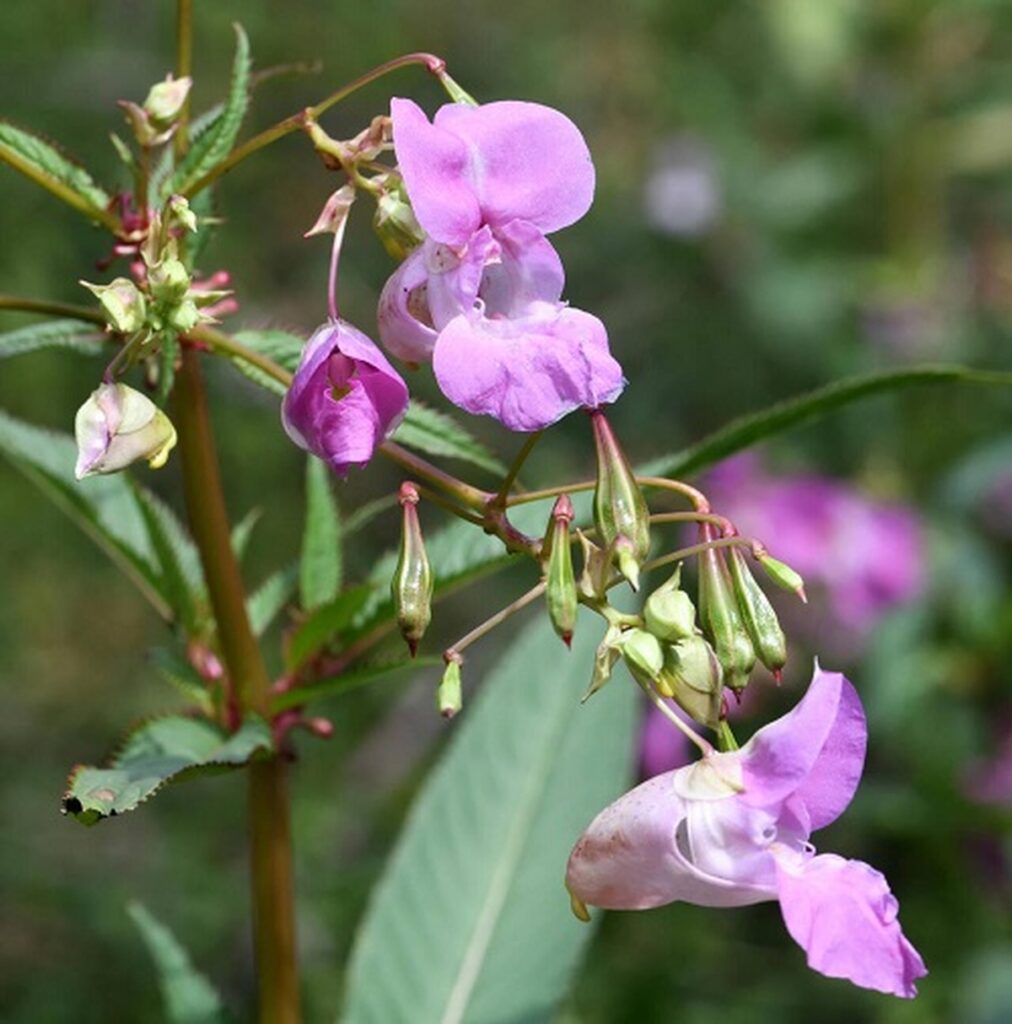9 Delightful Flowers With Seed Pods That Pop - Nature's Surprise