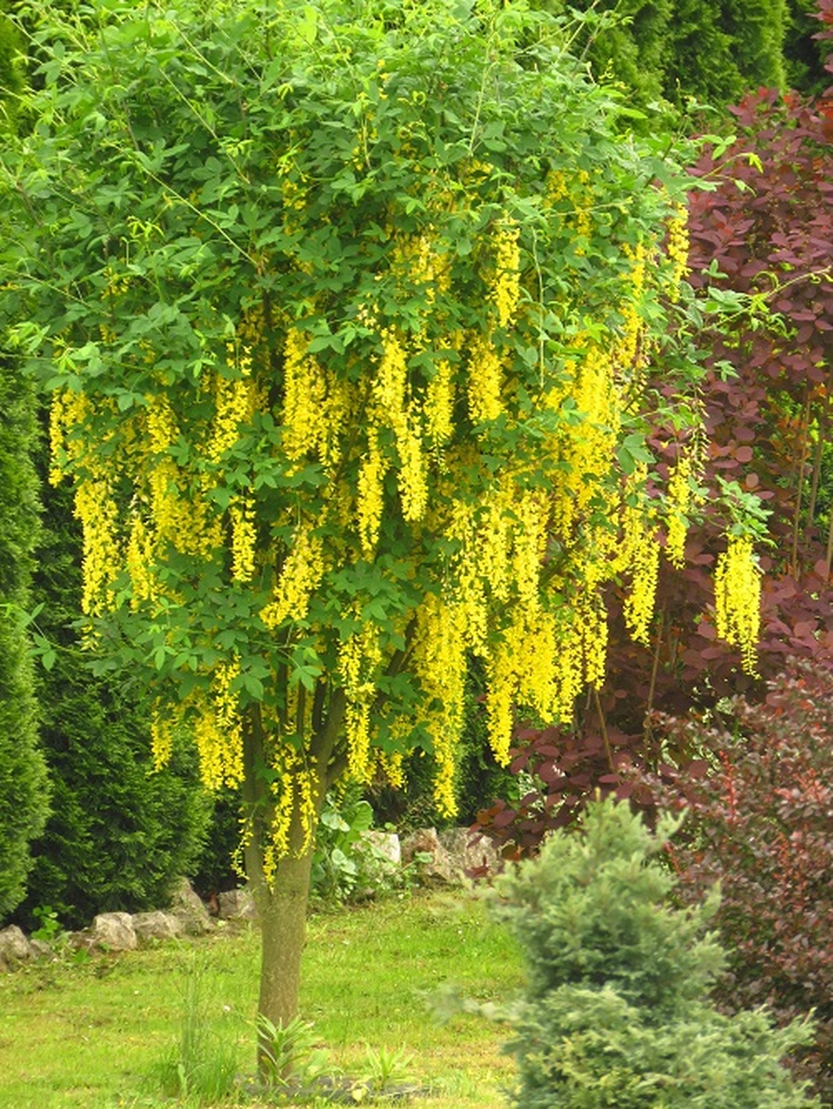 8 Deadly Poisonous Plants in Pea Family That Can Be Fatal