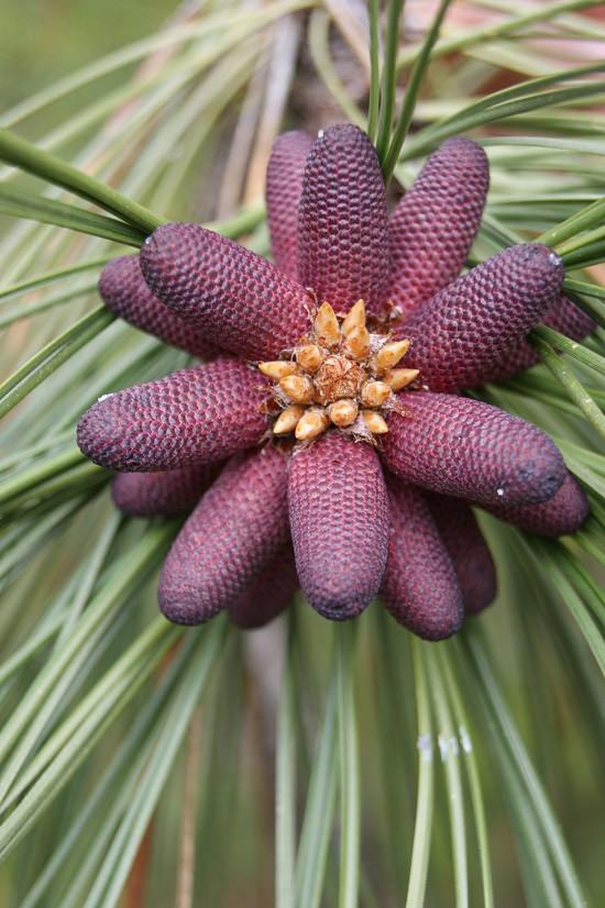 11 Charming Flowers That Smell Like Vanilla For Sweet Gardens