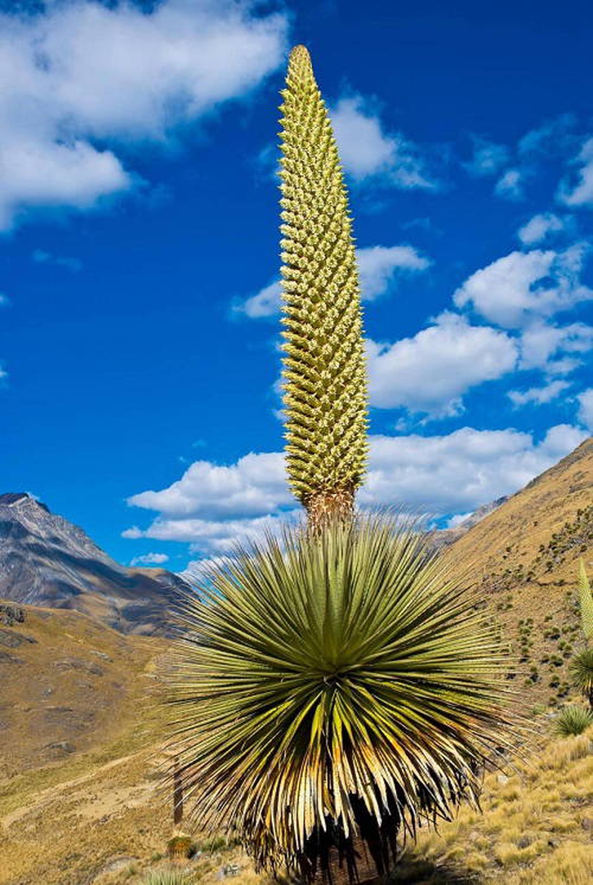 8 Stunning Tallest and Longest Flower Names to Marvel At