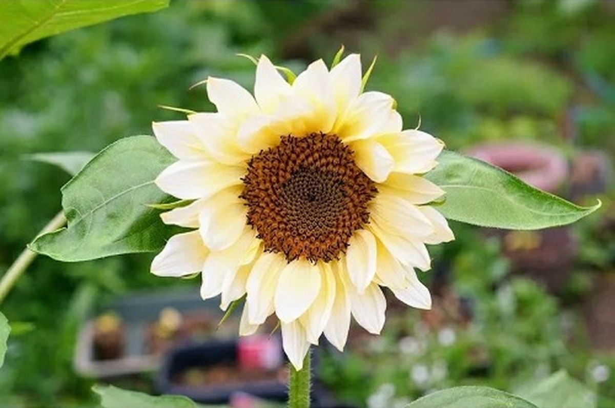 6 Stunning White Sunflower Varieties to Brighten Your Garden