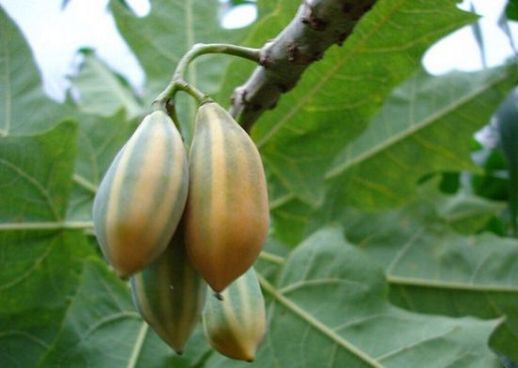 14 Delicious Papaya Varieties: Different Types of Papayas to Try