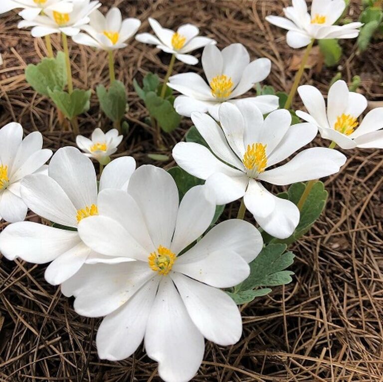 13 Gorgeous Spring Flowers in Michigan to Brighten Your Garden