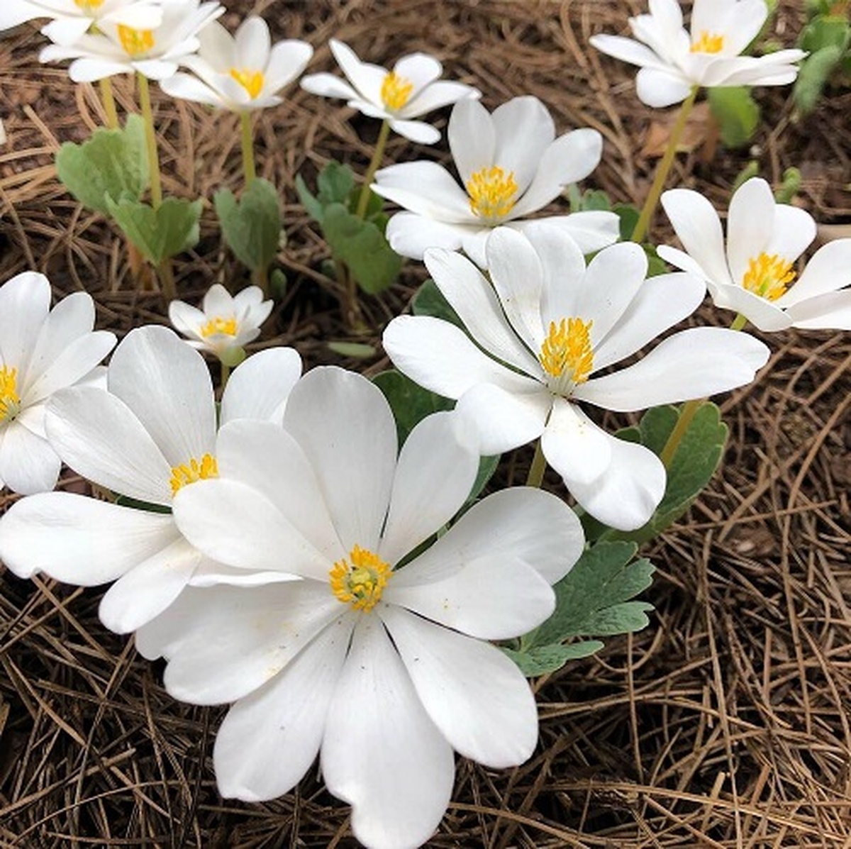 13 Gorgeous Spring Flowers in Michigan to Brighten Your Garden