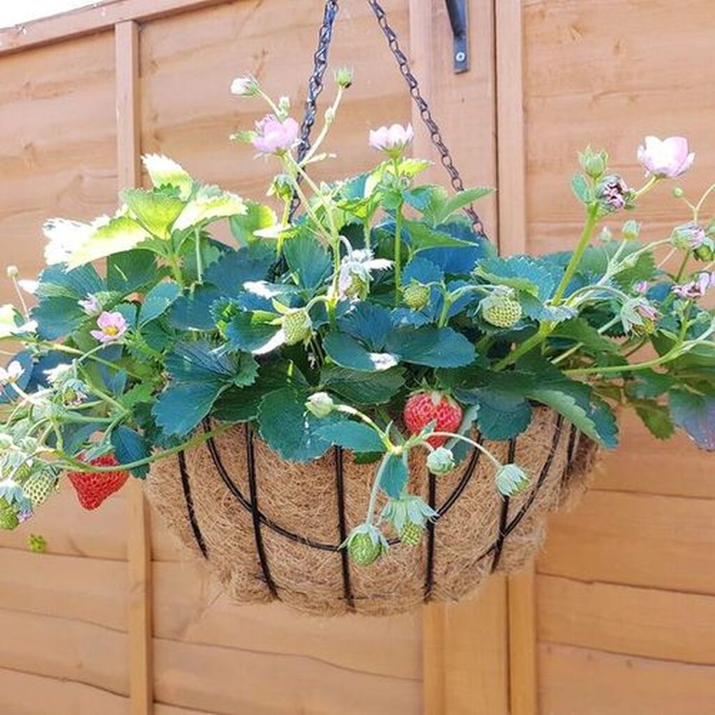 21 Gorgeous Hanging Basket Plant Ideas for a Lush Garden