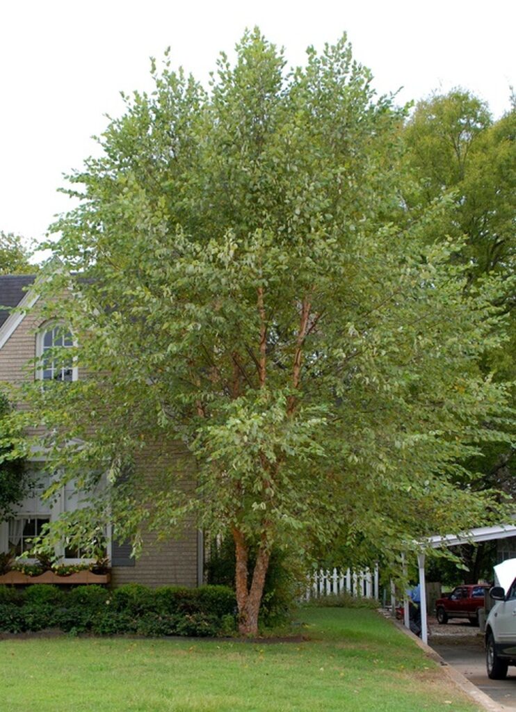25 Enchanting Trees With Smooth Gray Bark That Stun Year-Round
