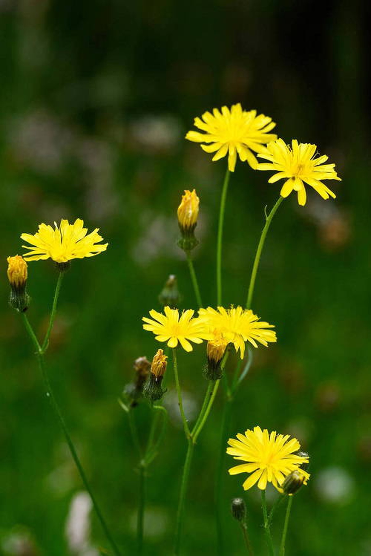 14 Beautiful Flowers That Look Like Dandelions But Aren't